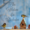 Lessons from a Chickadee: Nova Scotia Life